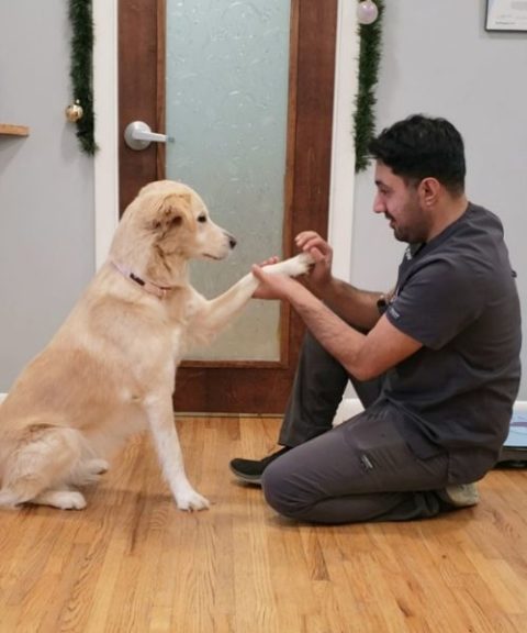 Understanding FAS (Fear, Anxiety, and Stress) in the Vet Clinic ...