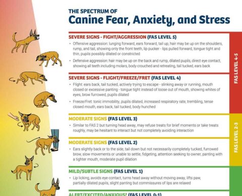 Understanding FAS (Fear, Anxiety, and Stress) in the Vet Clinic ...